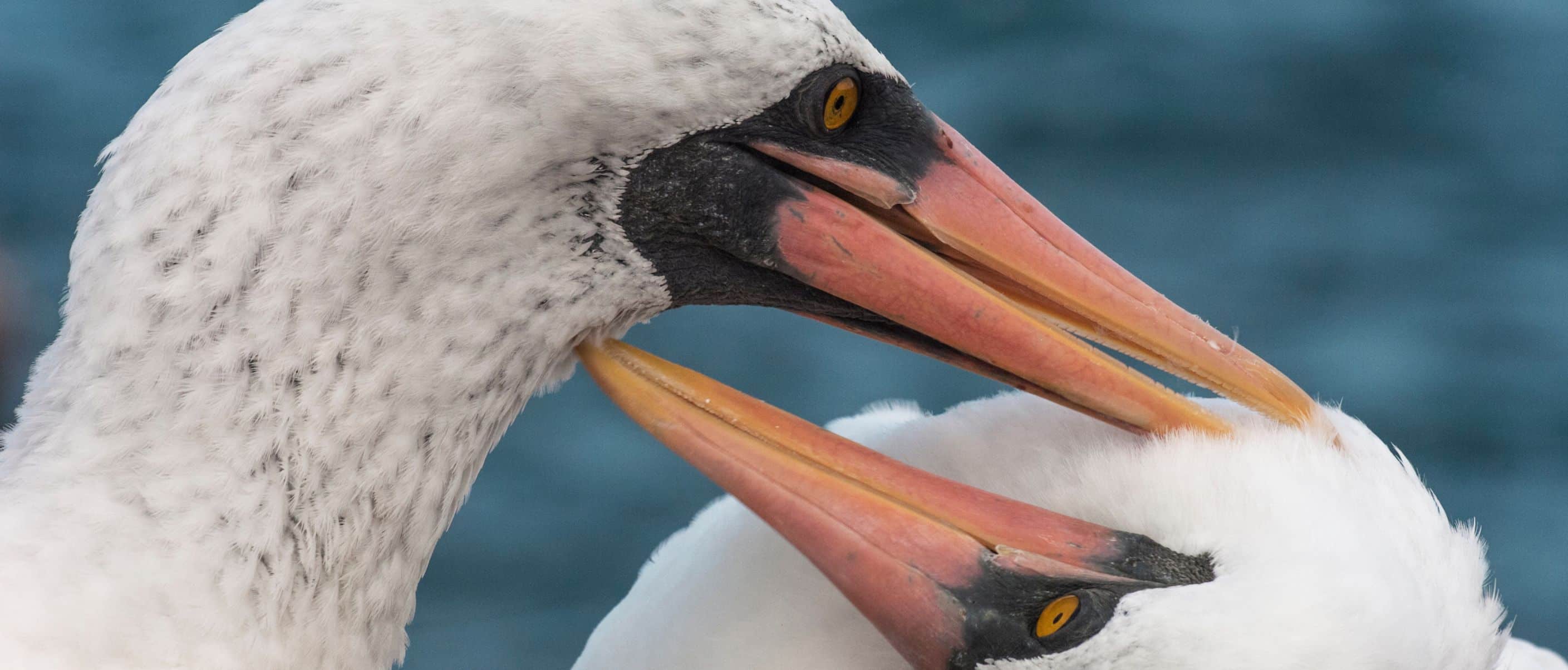 Genovesa Island Information & Visitor Sites | Galapagos Islands