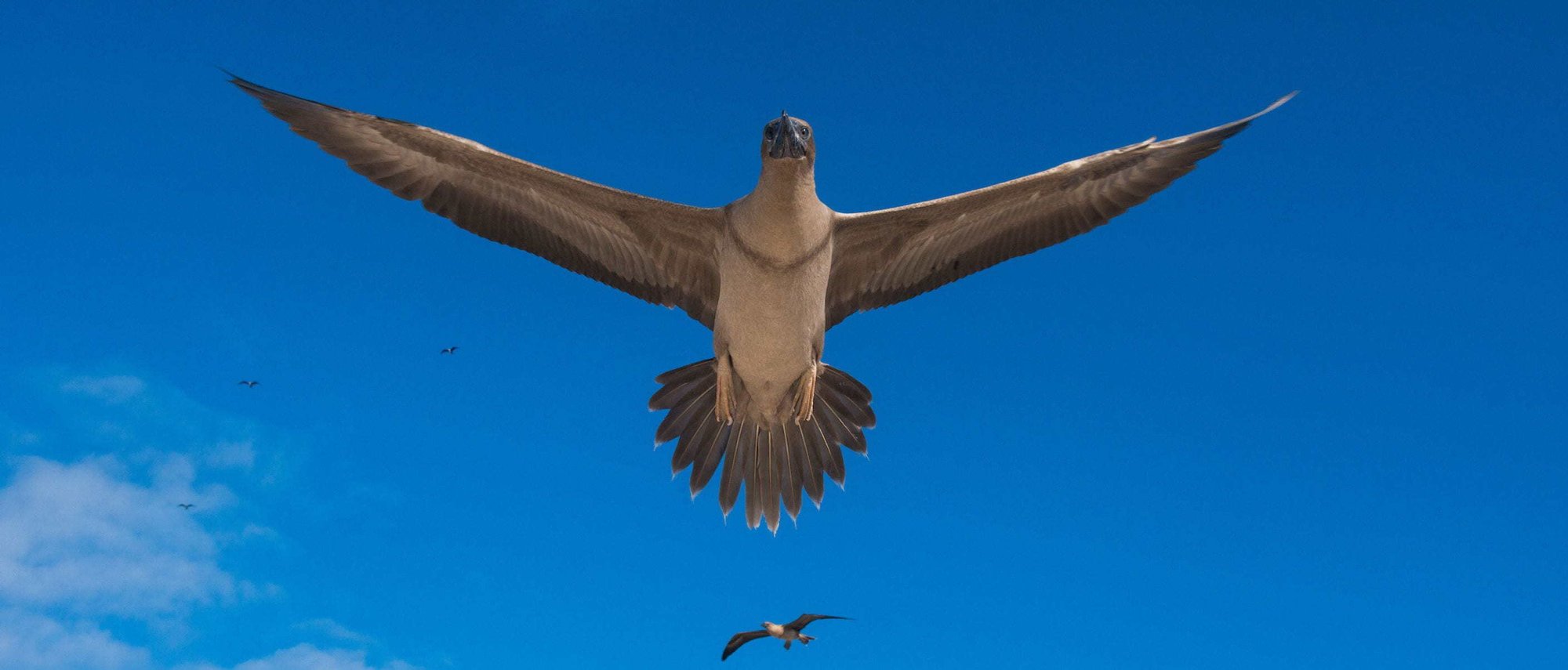 Genovesa Island Information & Visitor Sites | Galapagos Islands