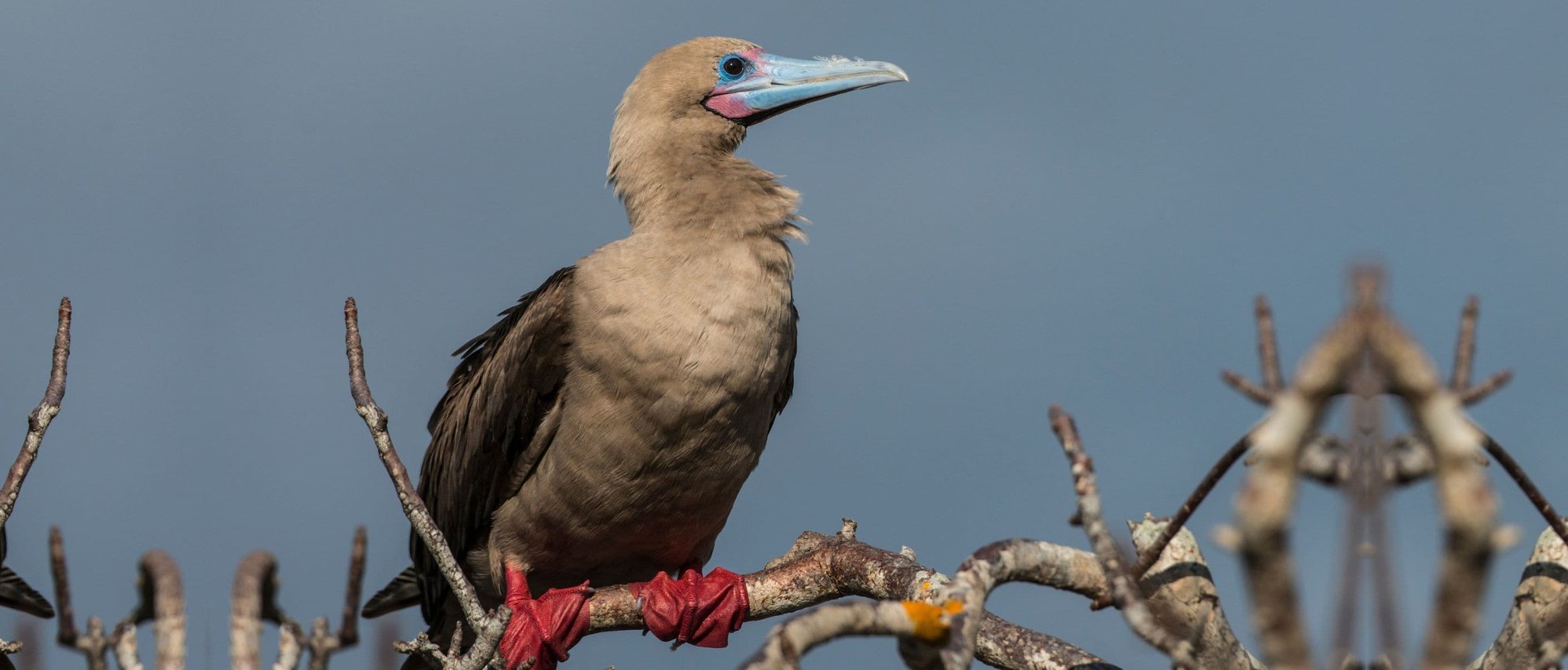 Genovesa Island Information & Visitor Sites | Galapagos Islands
