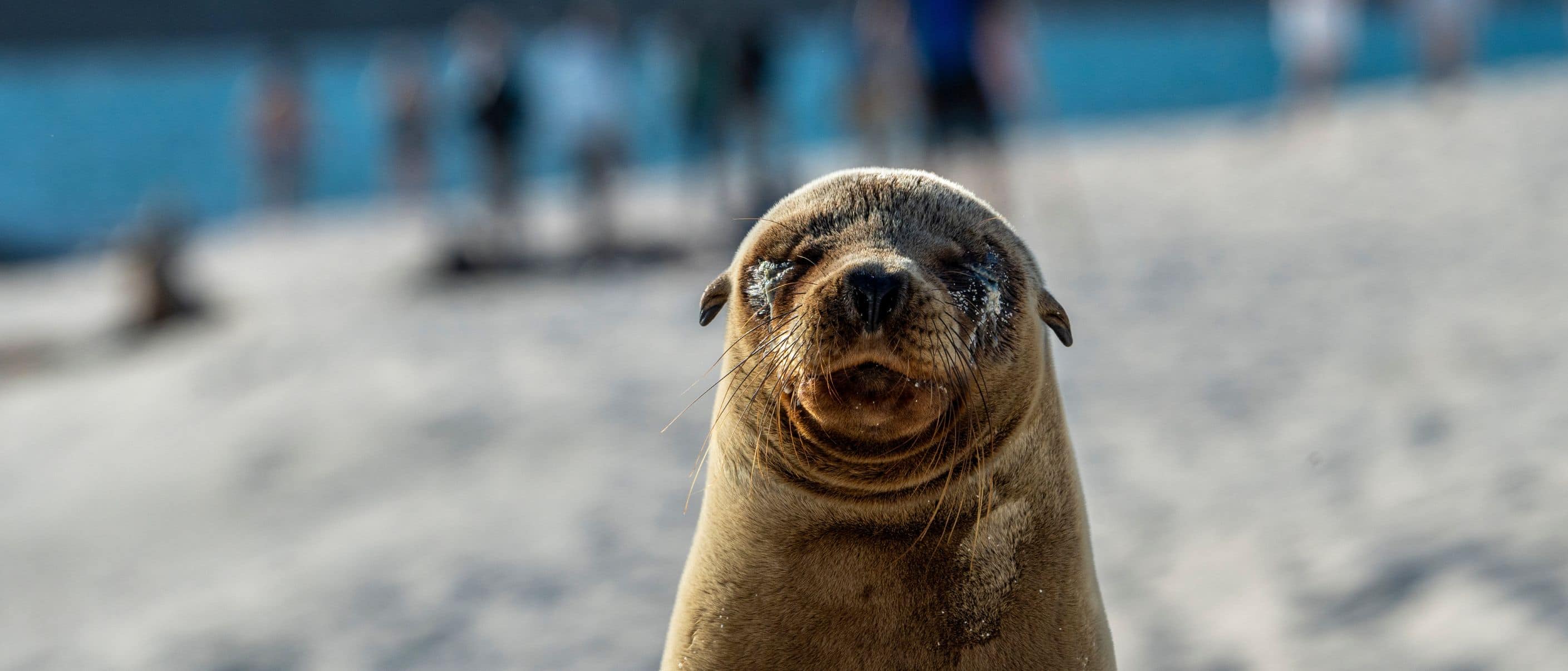 Genovesa Island Information & Visitor Sites | Galapagos Islands